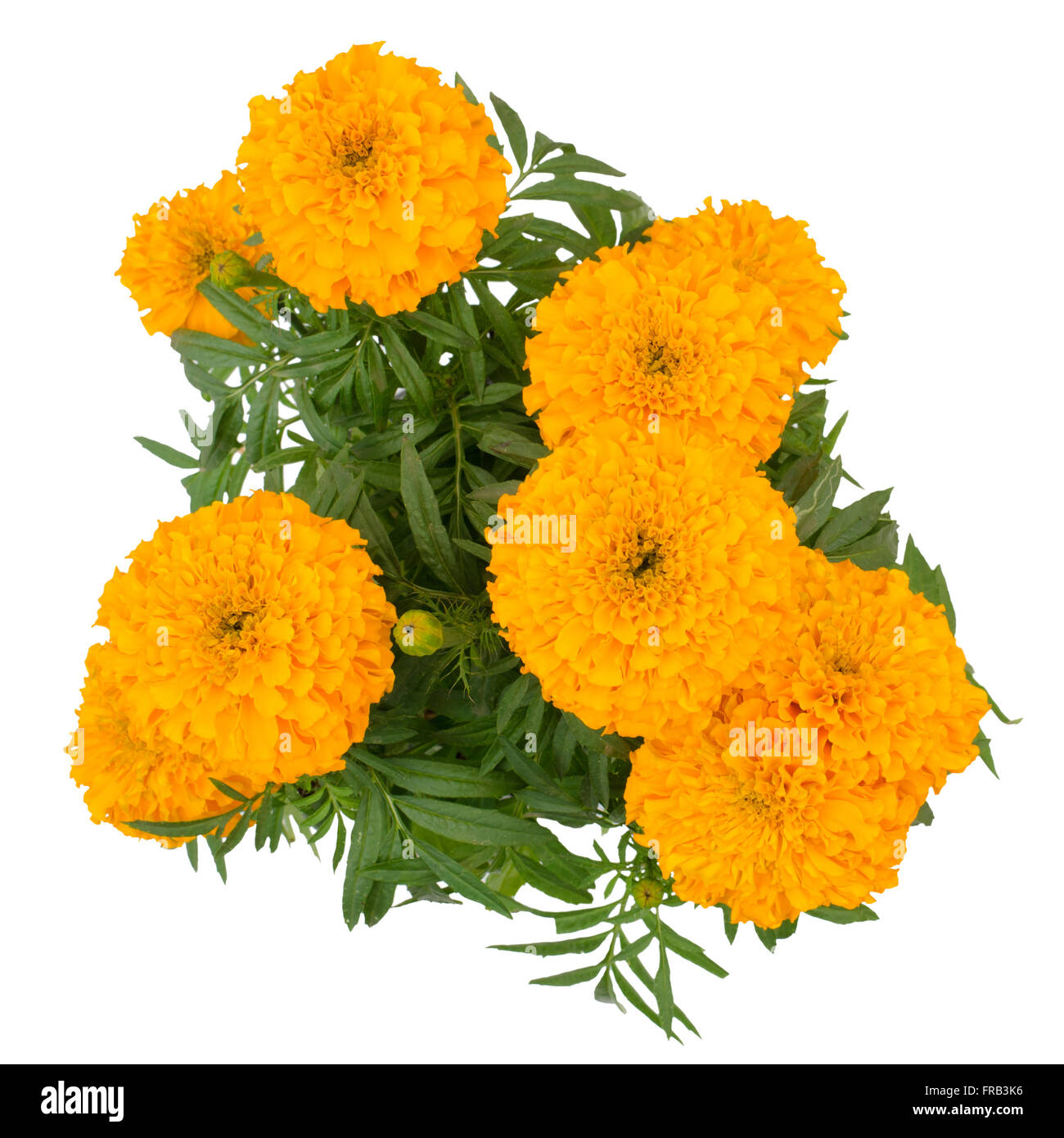 Marigold on tree isolated on white background Stock Photo - Alamy