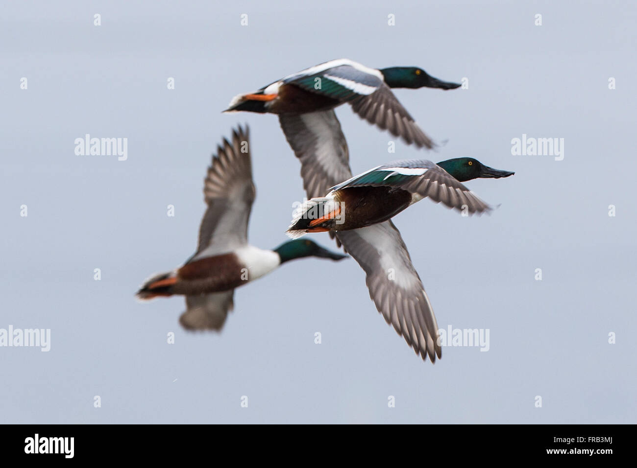 Three Northern Shoveler (Anas clypeata) ducks flying, Baylands Nature ...
