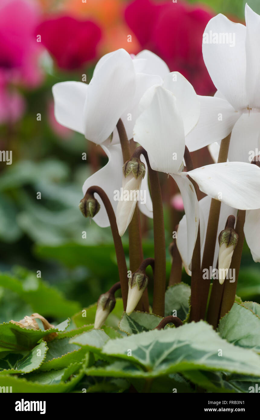 White wild cyclamen hi-res stock photography and images - Alamy