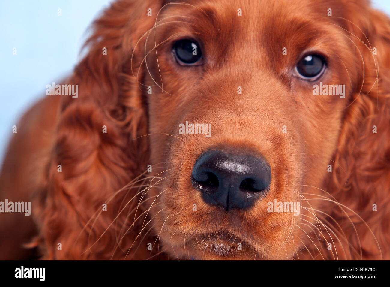 Irish / Red Setter Dog Studio Pictures Stock Photo - Alamy