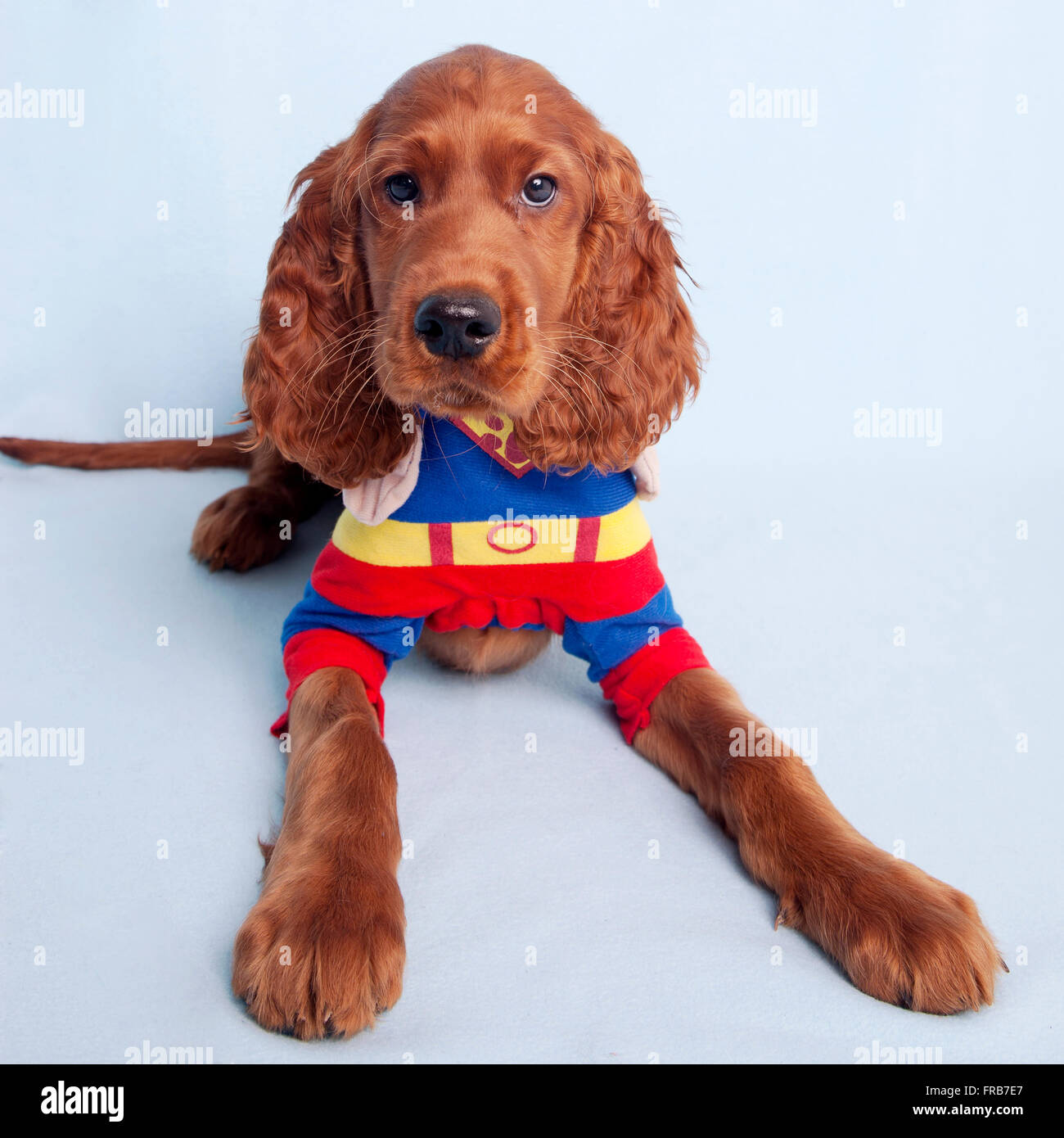 Irish / Red Setter Dog Studio Pictures Stock Photo - Alamy