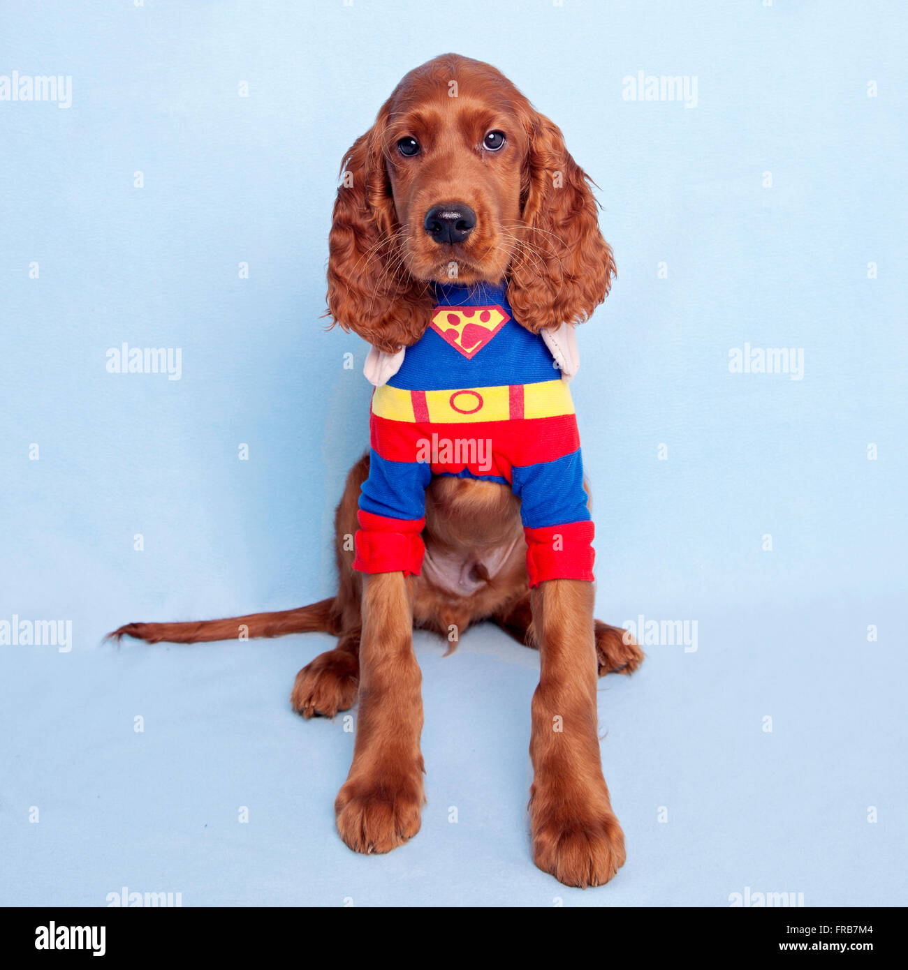 Irish / Red Setter Dog Studio Pictures Stock Photo - Alamy