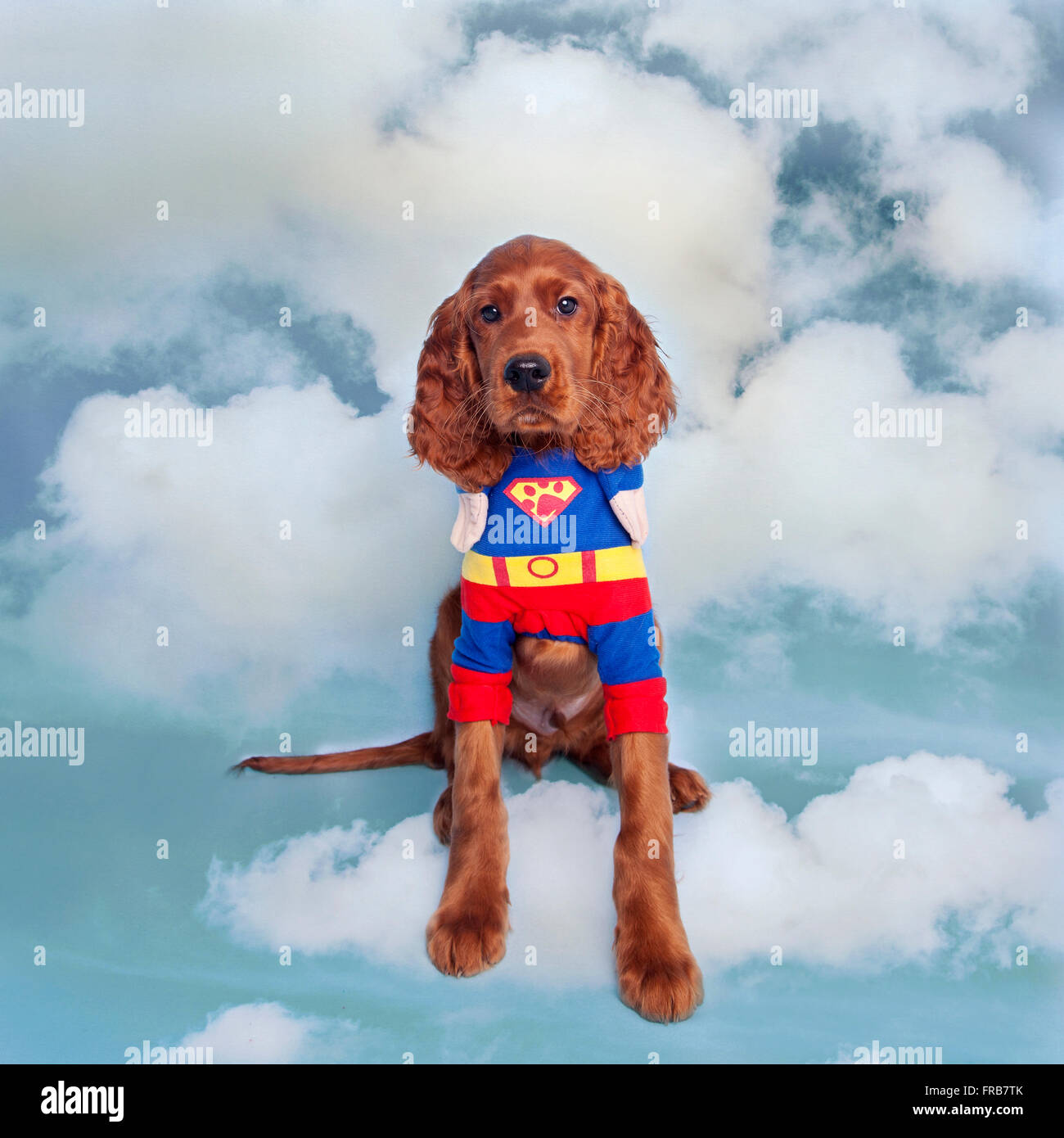 Irish / Red Setter Dog Studio Pictures Stock Photo - Alamy