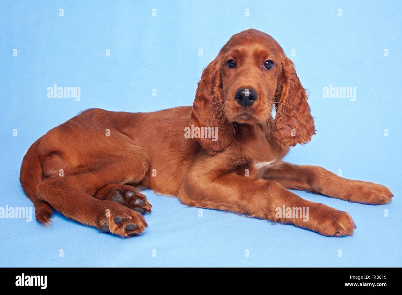 Cute baby dog pictures hi-res stock photography and images - Alamy