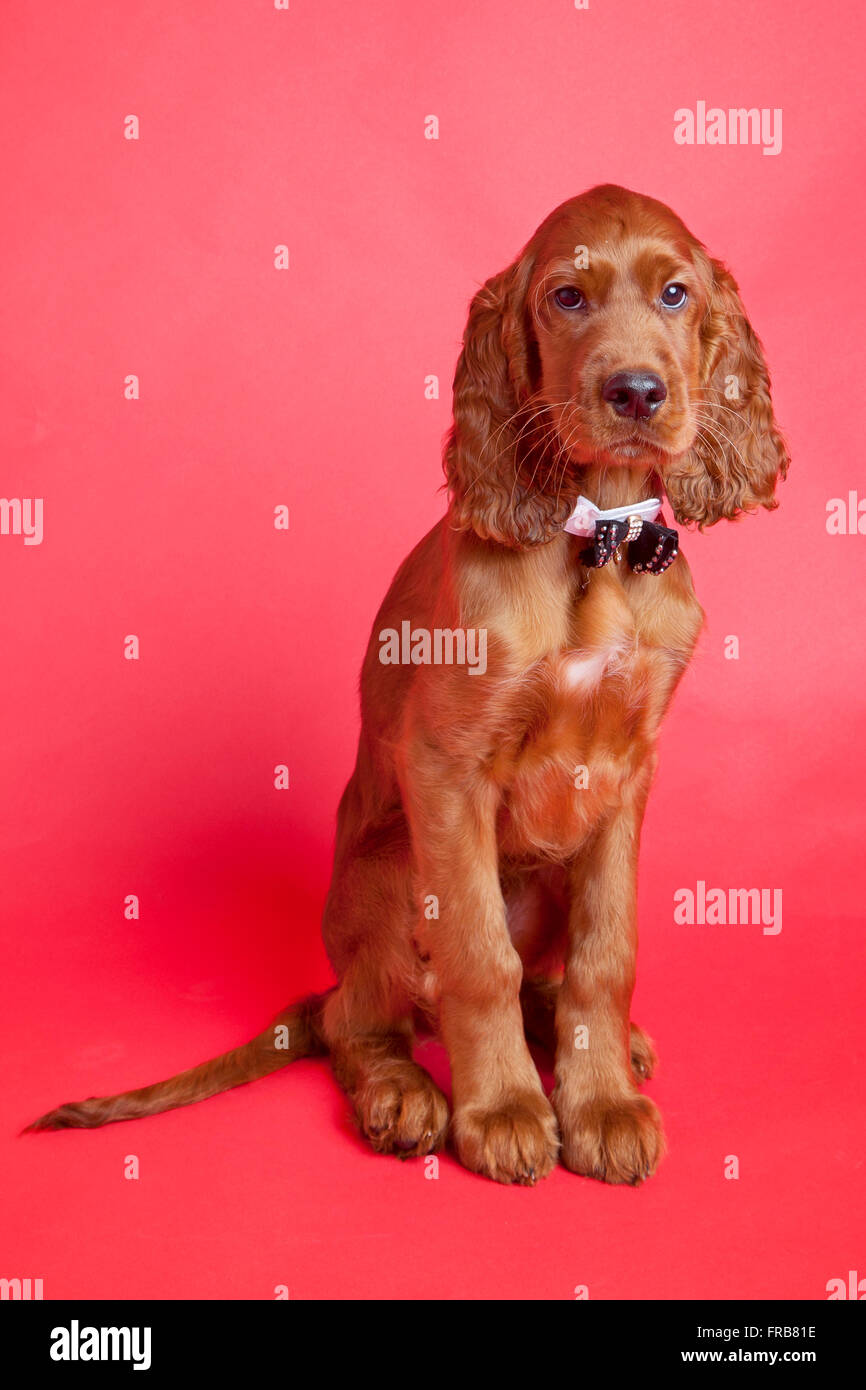 Irish / Red Setter Dog Studio Pictures Stock Photo - Alamy