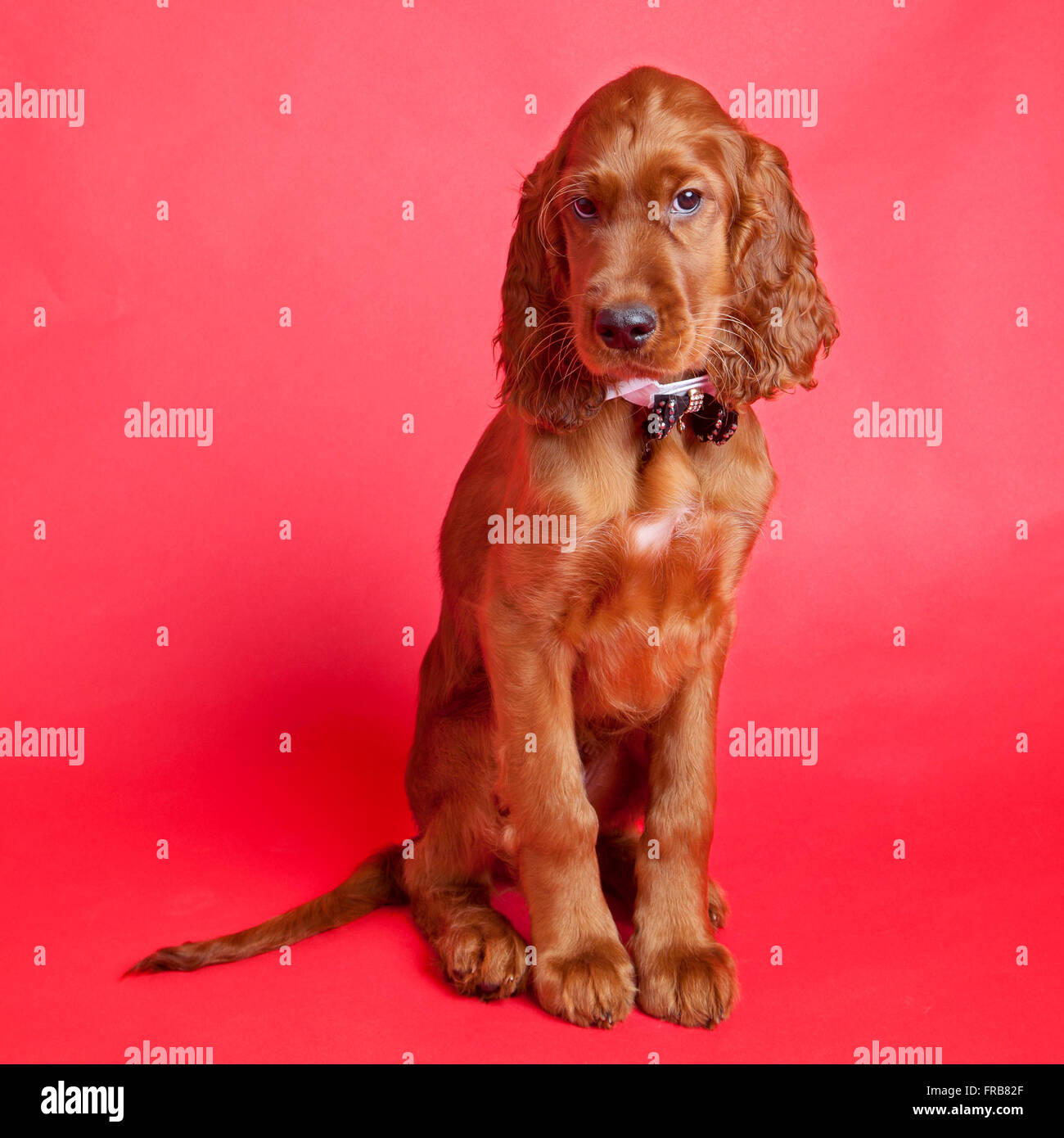 Irish / Red Setter Dog Studio Pictures Stock Photo - Alamy