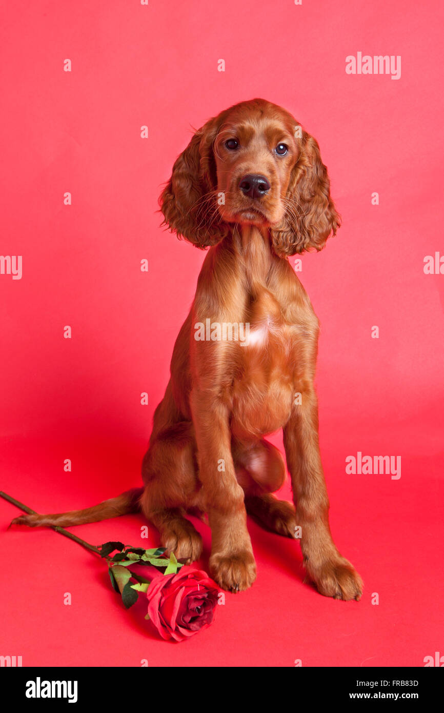 Sad irish setter hi-res stock photography and images - Alamy