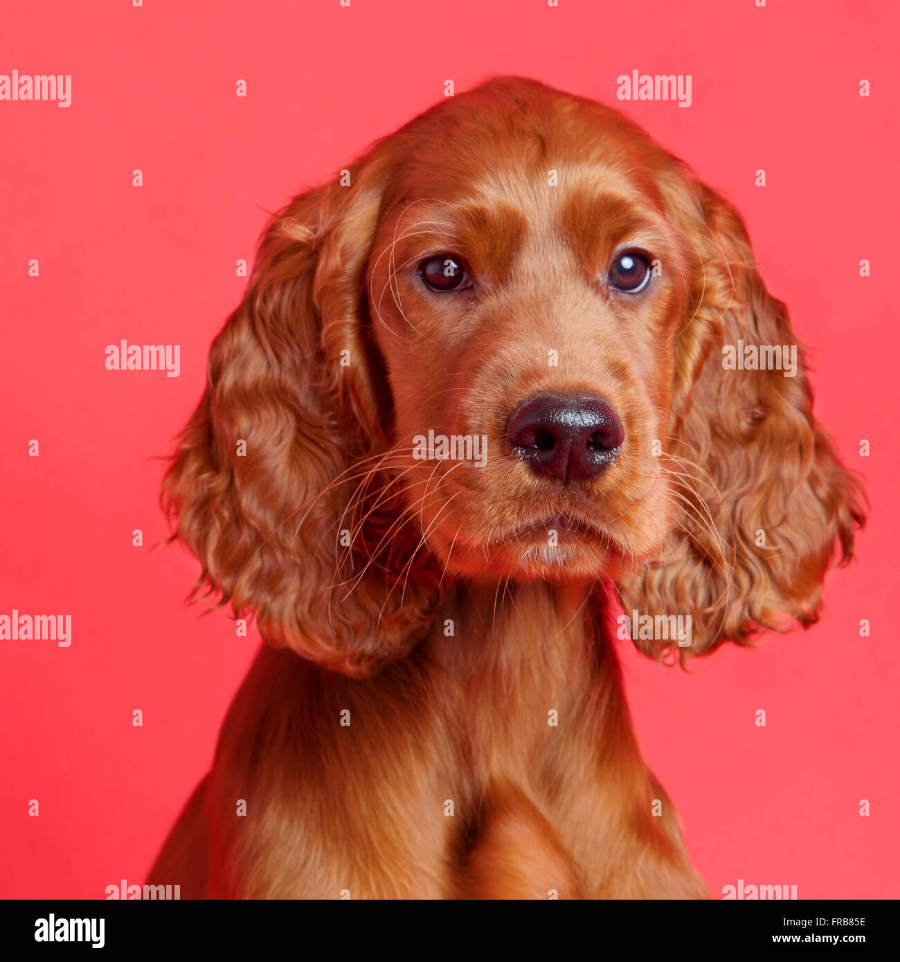 Irish / Red Setter Dog Studio Pictures Stock Photo - Alamy