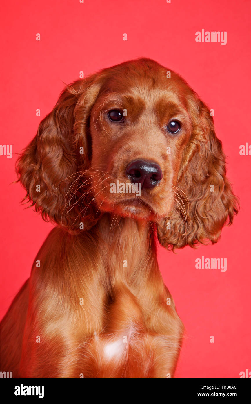 Irish / Red Setter Dog Studio Pictures Stock Photo - Alamy