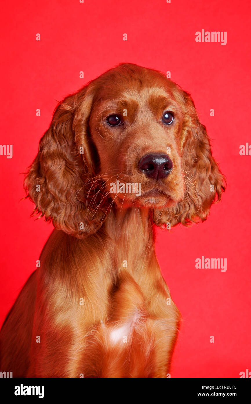 Irish / Red Setter Dog Studio Pictures Stock Photo - Alamy