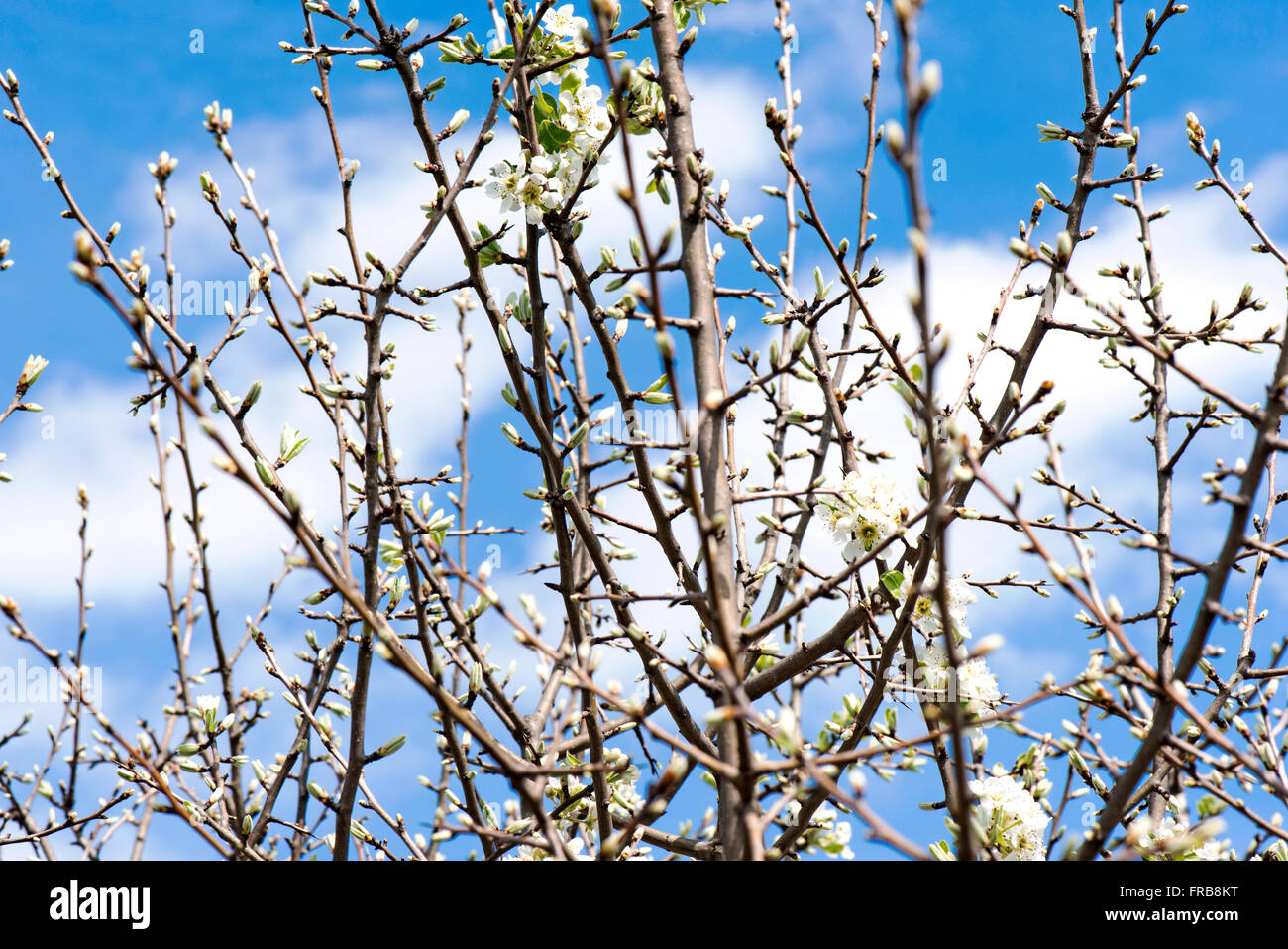 The Callery pear (Pyrus calleryana) flower in spring Stock Photo - Alamy