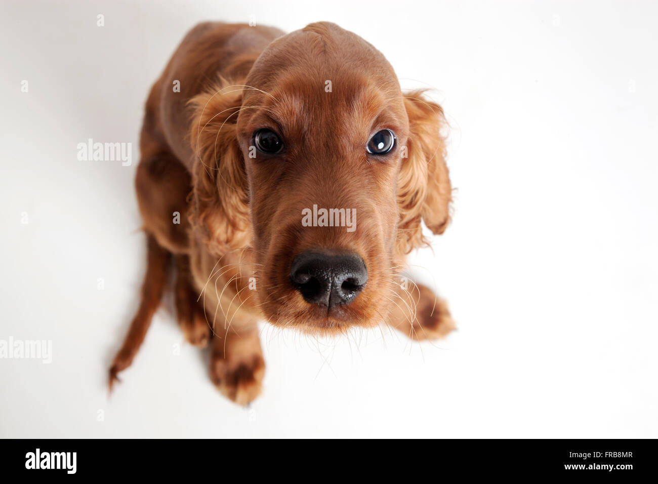 Foreshortened limbs hi-res stock photography and images - Alamy