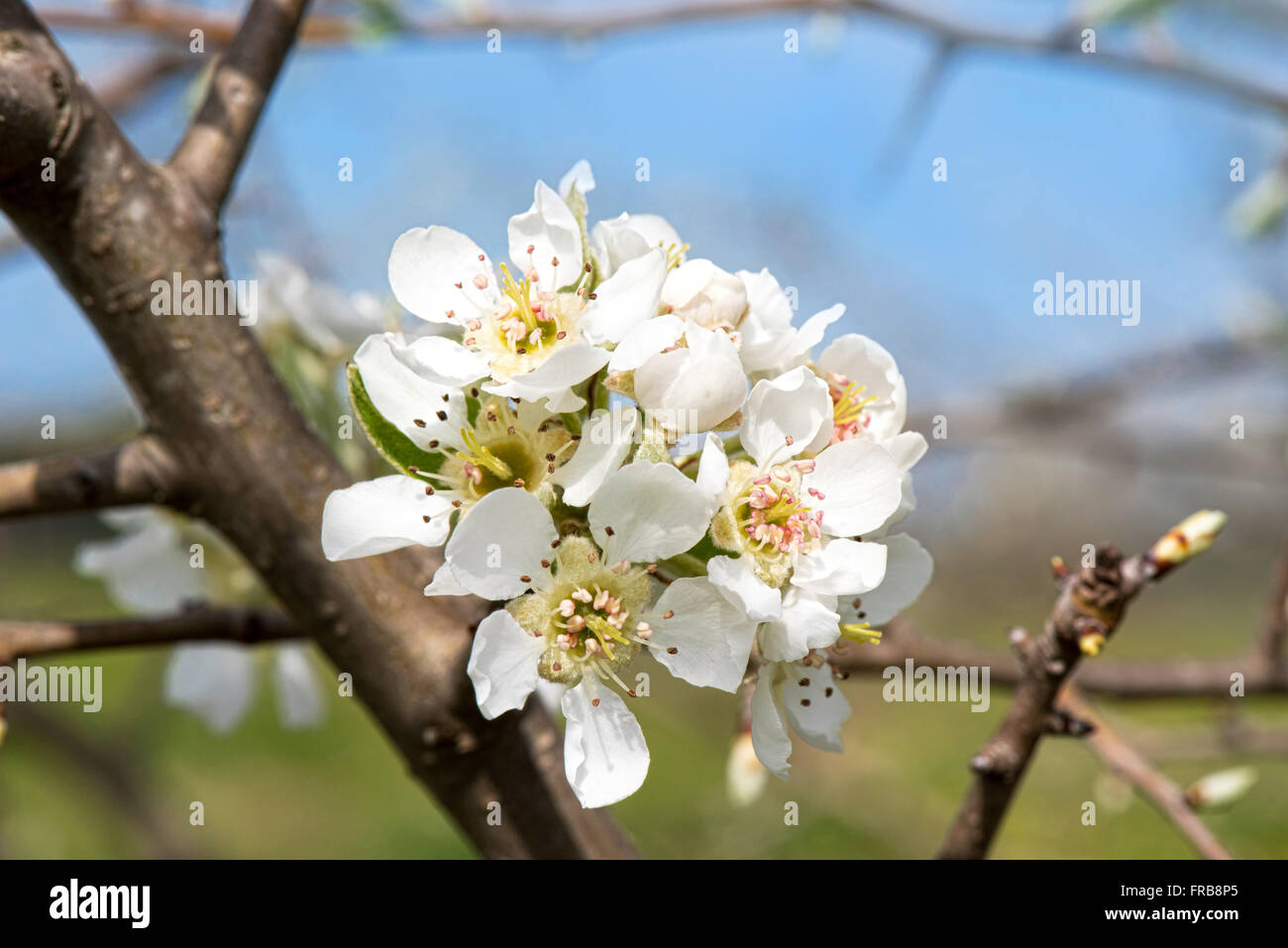 The Callery pear (Pyrus calleryana) flower in spring Stock Photo - Alamy