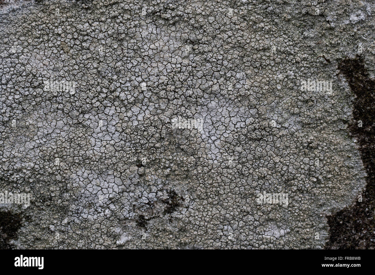 grey lichen on stone wall Stock Photo - Alamy