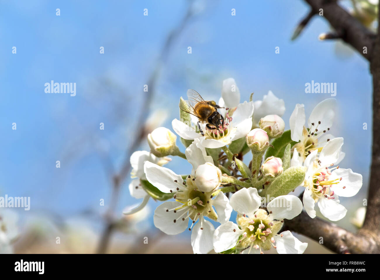 The Callery pear (Pyrus calleryana) flower and bee in spring Stock ...