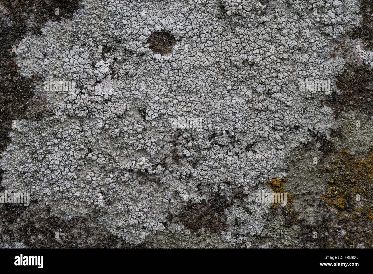 Grey lichen hi-res stock photography and images - Alamy