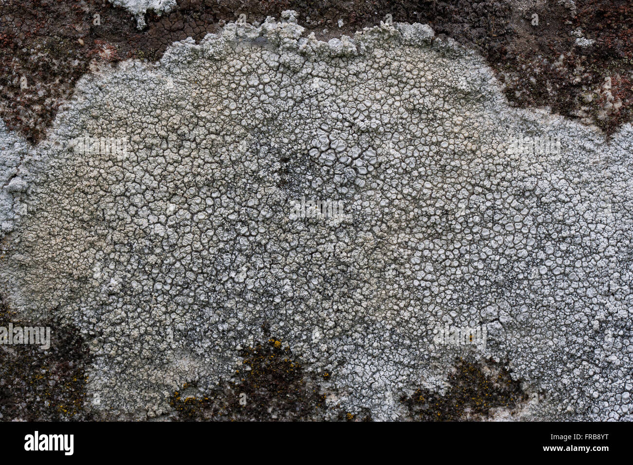 Lichen on the wall hi-res stock photography and images - Alamy