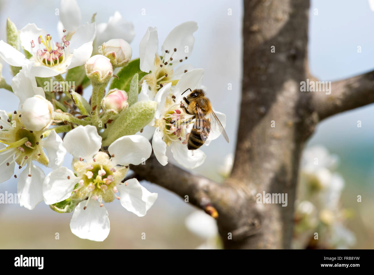 The Callery pear (Pyrus calleryana) flower and bee in spring Stock ...