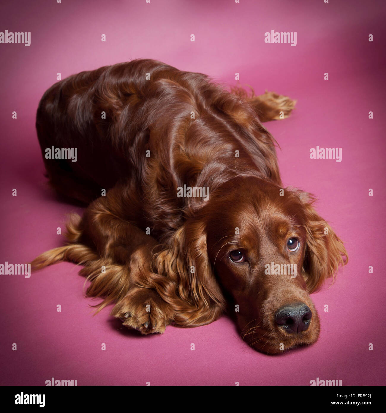 Irish / Red Setter Dog Studio Pictures Stock Photo - Alamy