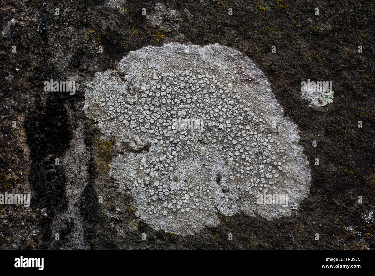Grey lichen hi-res stock photography and images - Alamy