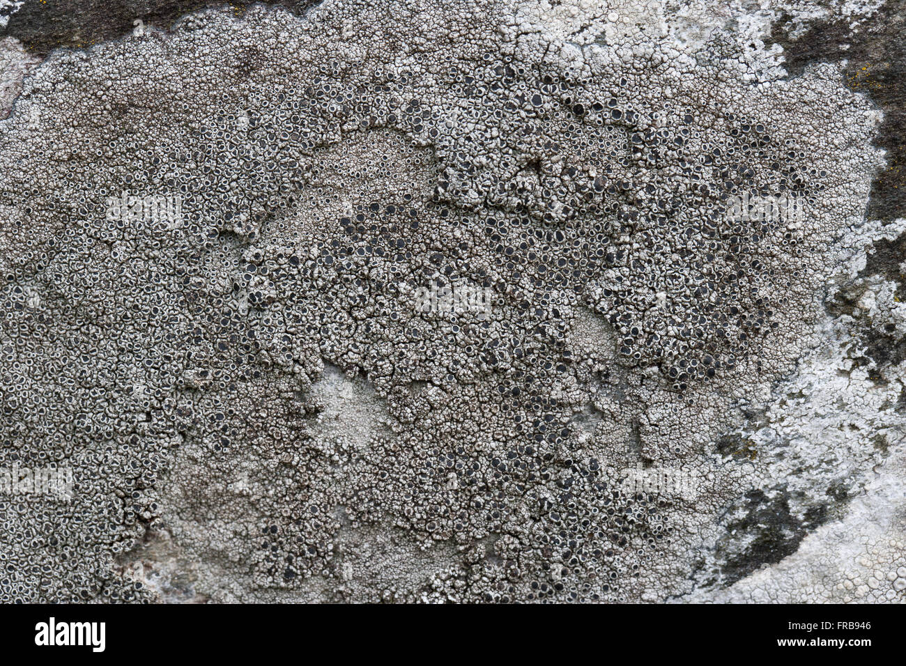 grey lichen on stone wall Stock Photo - Alamy