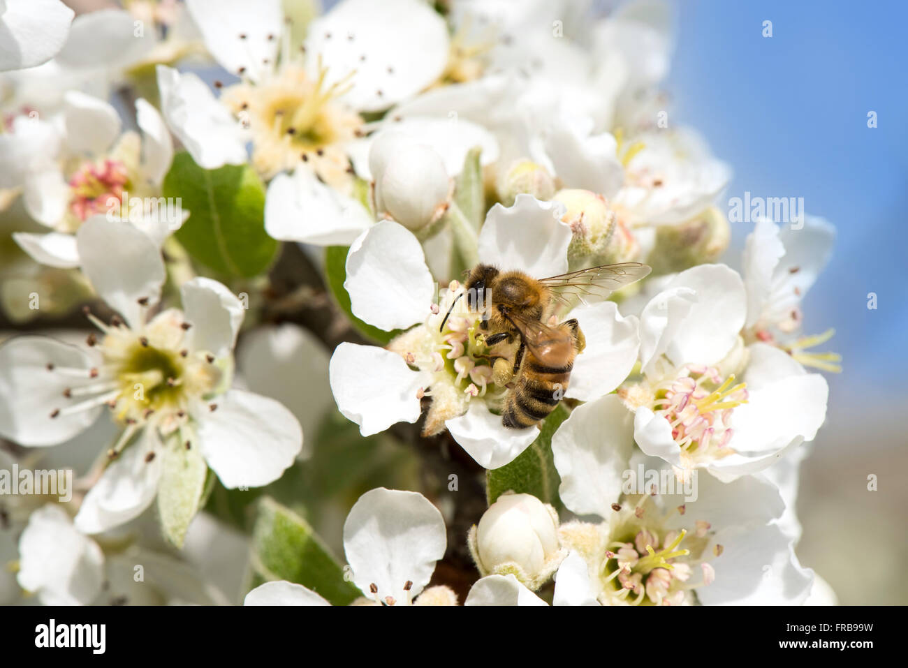The Callery pear (Pyrus calleryana) flower and bee in spring Stock ...