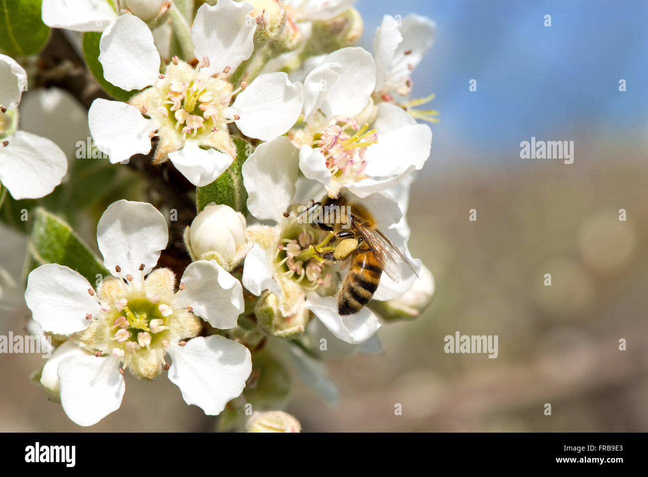 The Callery pear (Pyrus calleryana) flower and bee in spring Stock ...