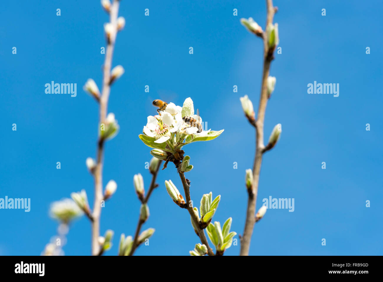 The Callery pear (Pyrus calleryana) flower and bee in spring Stock ...
