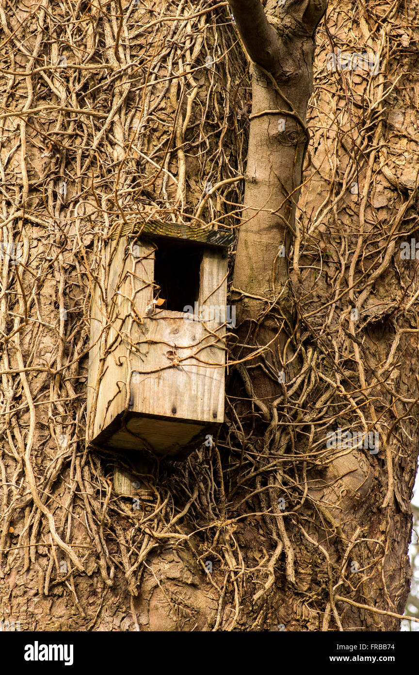 A large bird nesting box, suitable for owls or Jackdaws Stock Photo - Alamy