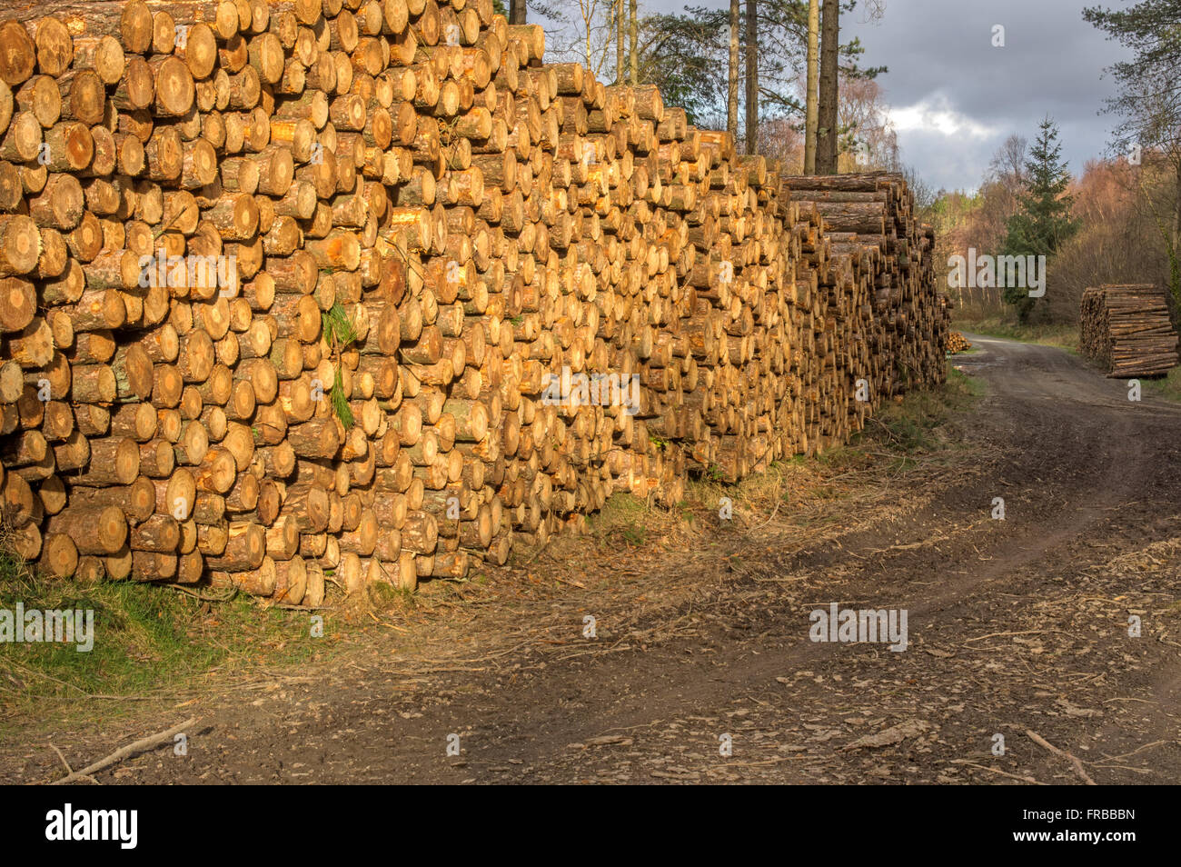 Felled Trees. Tonnes of cut trees waiting to be transported to paper ...