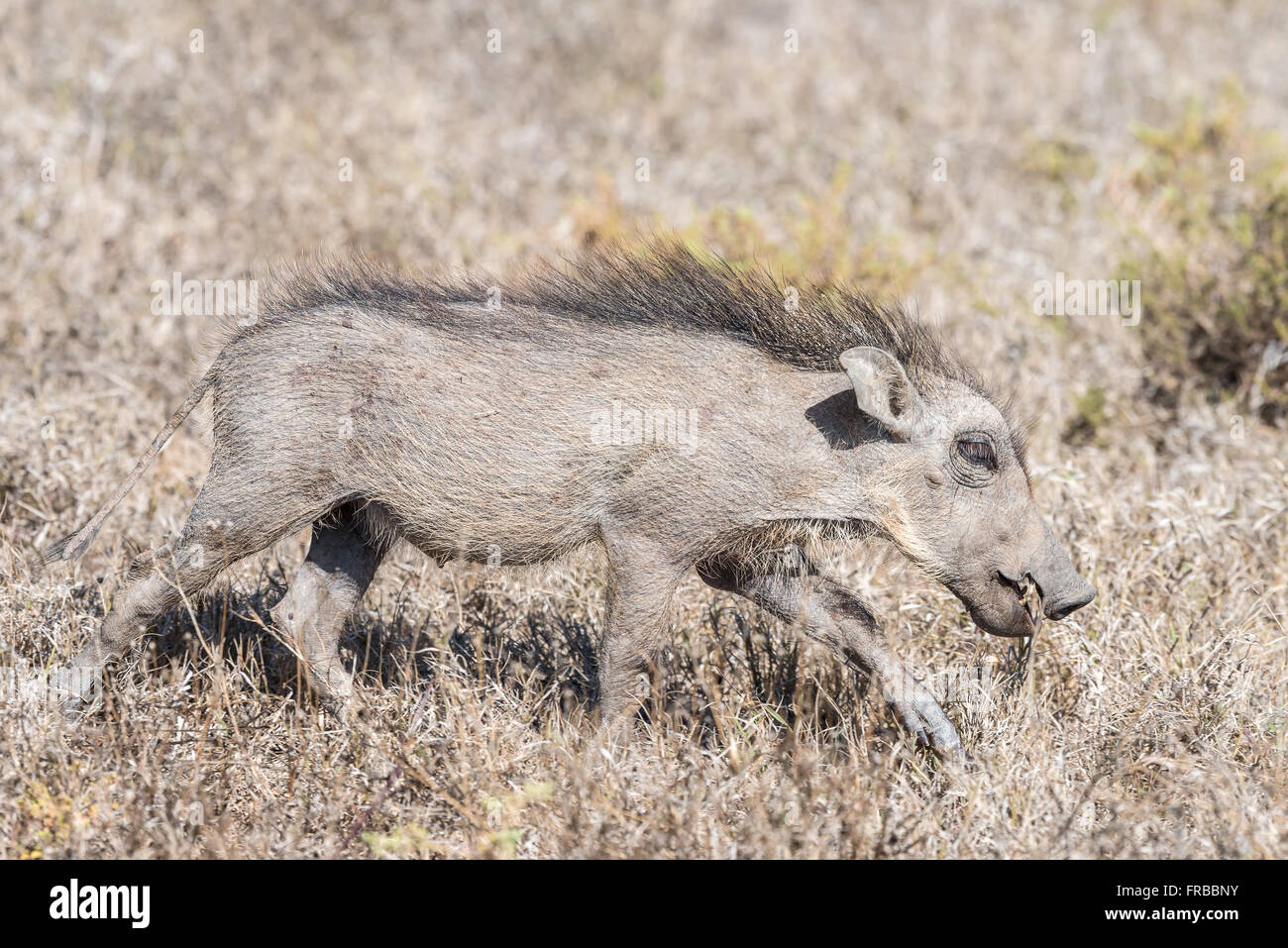 Warthog Piglet