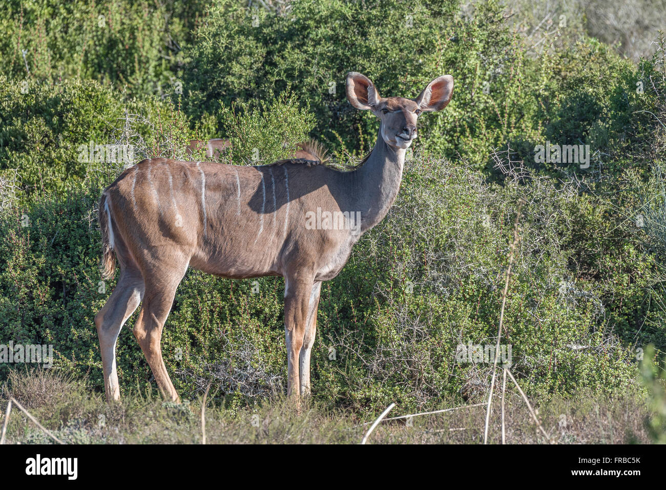 A kudu cow in typical stance in the Addo Elephant National Park of ...