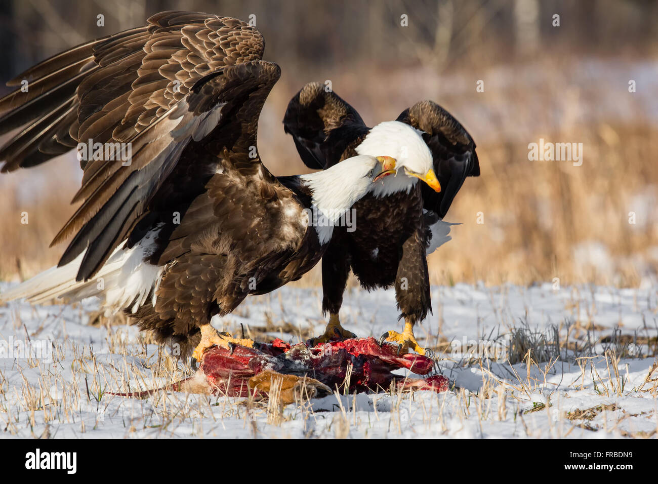 Bald eagle fighting hi-res stock photography and images - Alamy