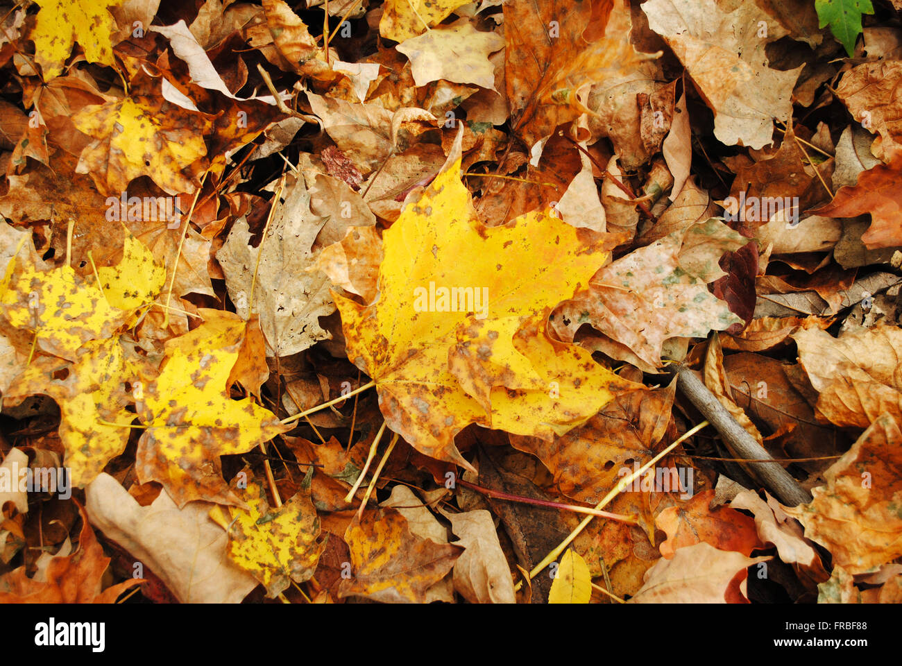 Brown crispy leaves hi-res stock photography and images - Alamy