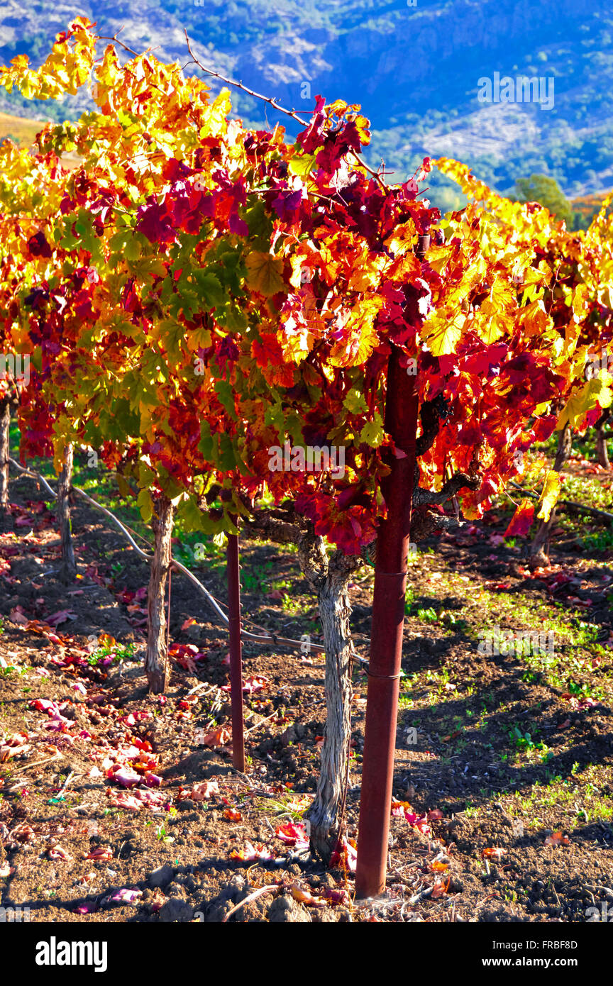 Visit napa hi-res stock photography and images - Alamy