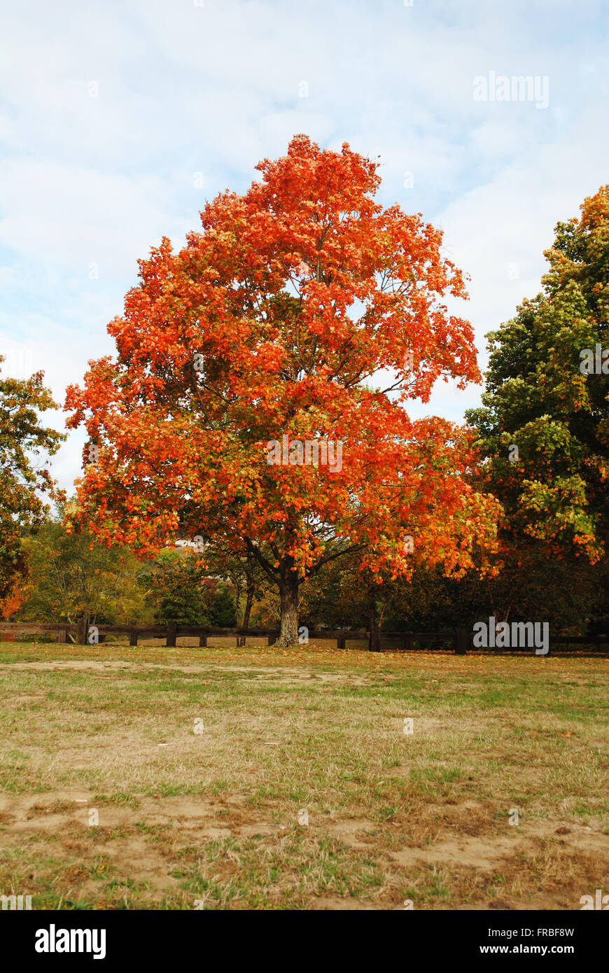 Bright Colorful Autumn Tree in a Park Stock Photo - Alamy