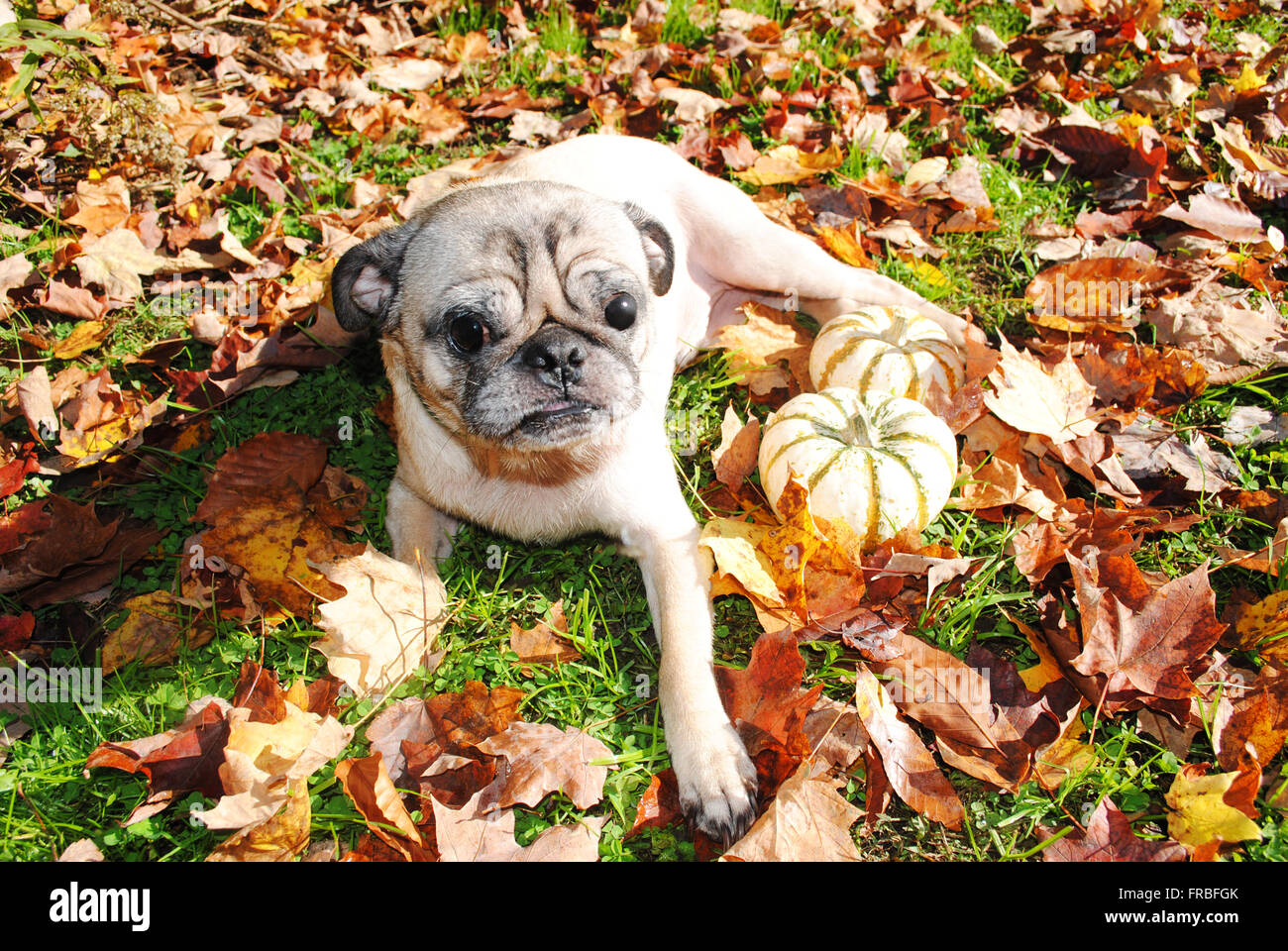 A Blind Pug Enjoying the Fall Sunny Weather Stock Photo - Alamy