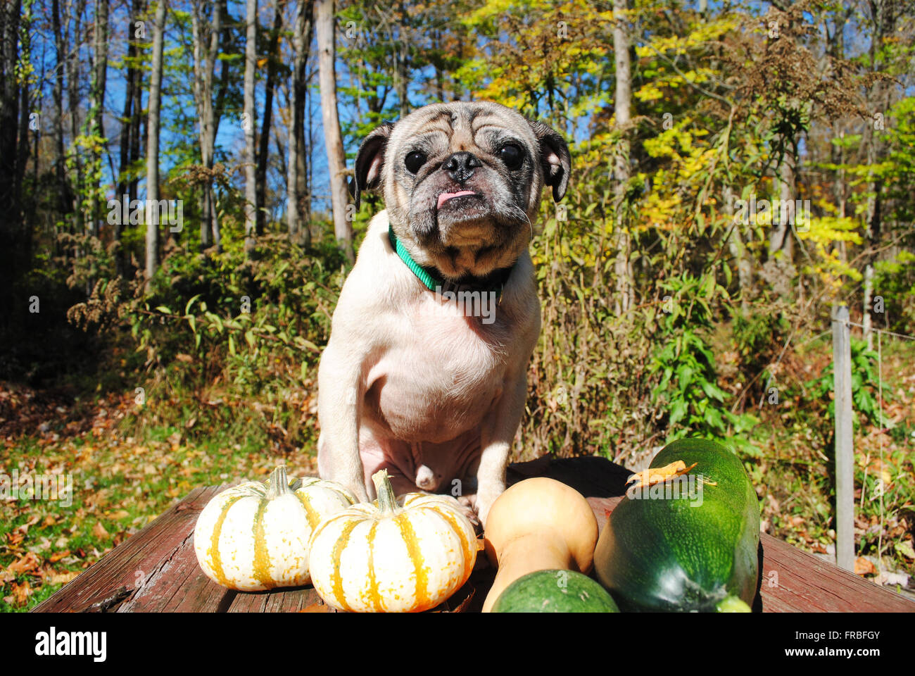Old pug hi-res stock photography and images - Alamy