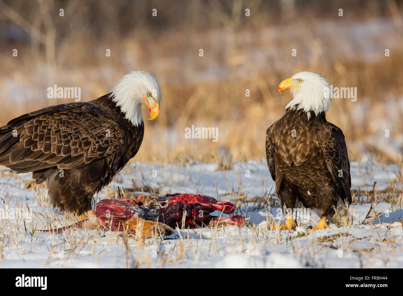 Northern american bald eagles hi-res stock photography and images - Alamy