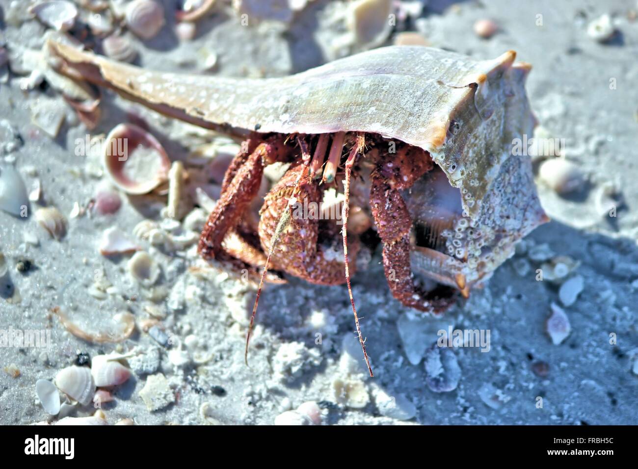 Crab in Shell Stock Photo - Alamy