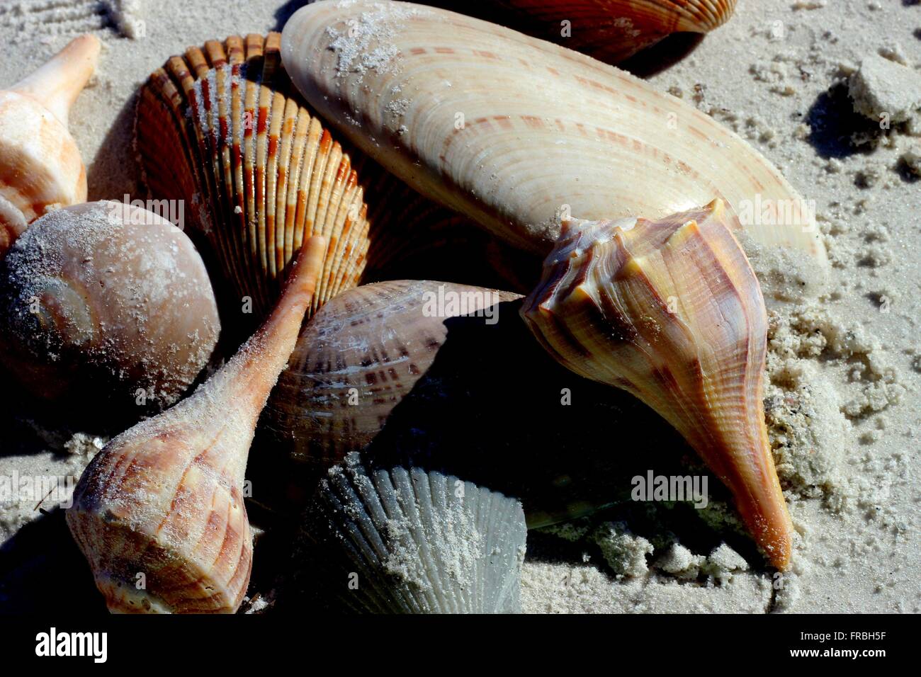 From shells hi-res stock photography and images - Alamy