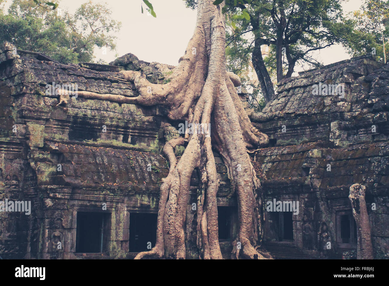 Temples of angkor wat, overgrown by tree, cambodia - vintage photo ...