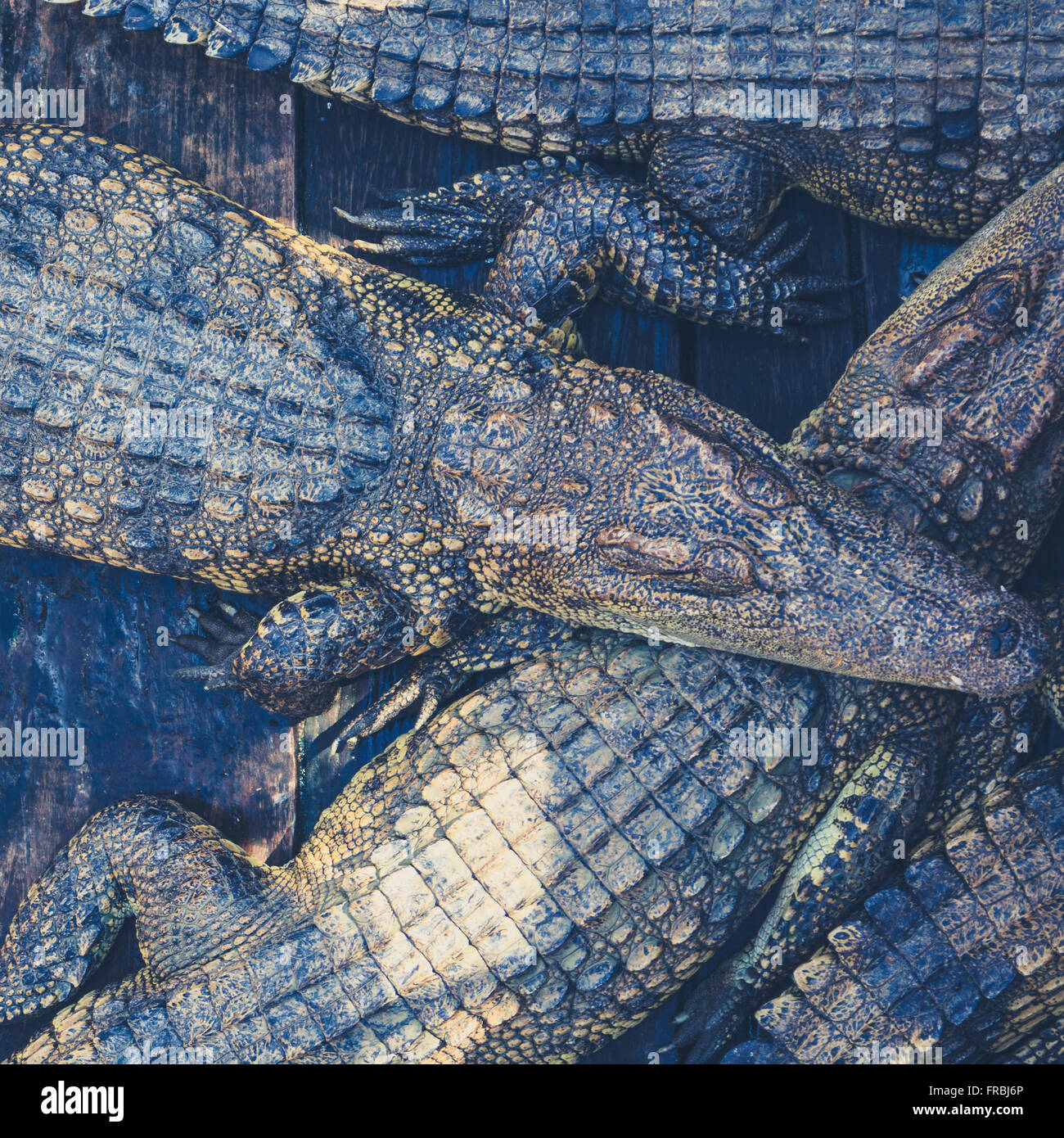 many crocodiles , large crocodiles, cambodia, many crocodiles , large ...