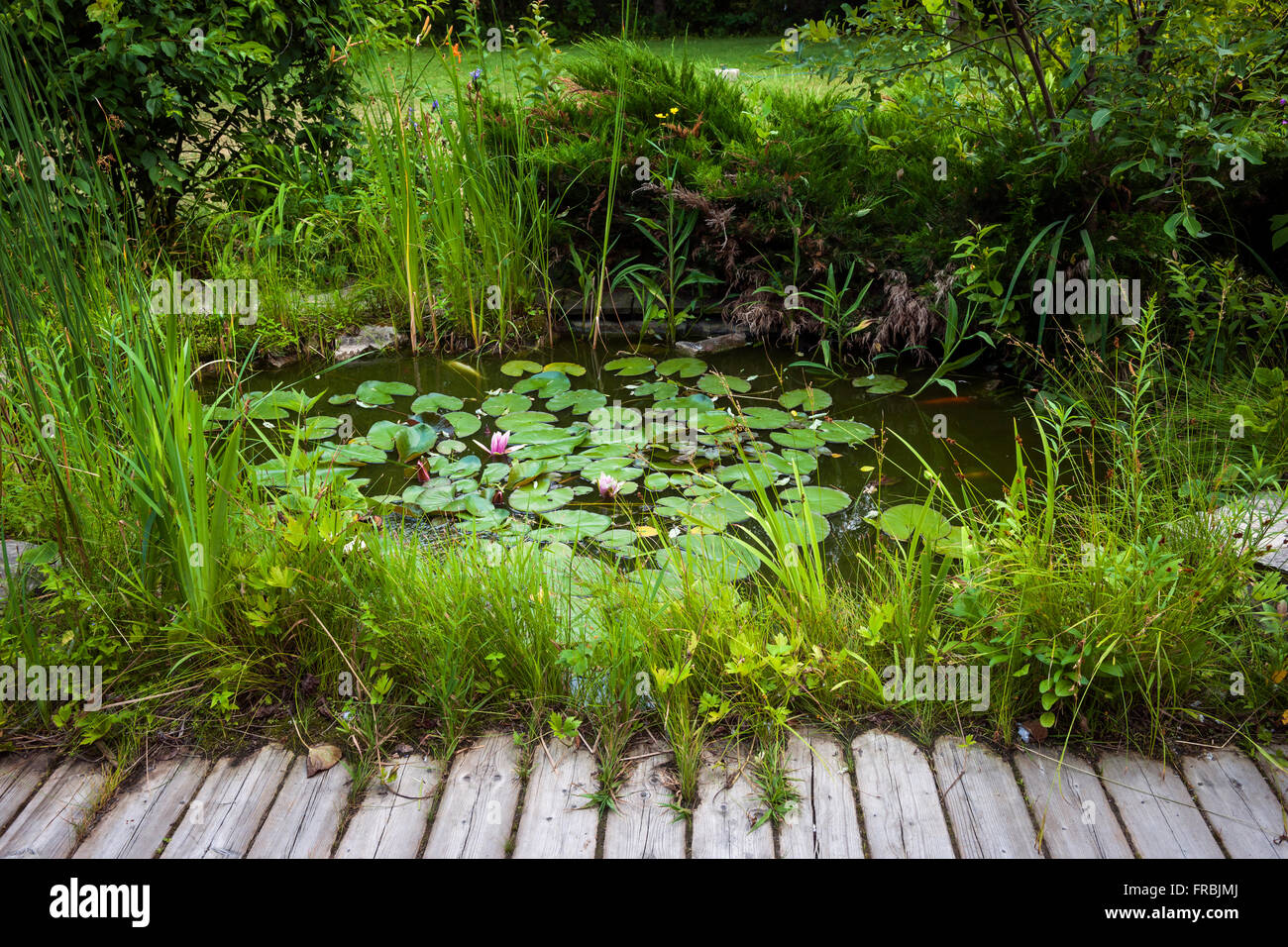 Small pond as part of landscaping with aquatic plants and water lilies ...