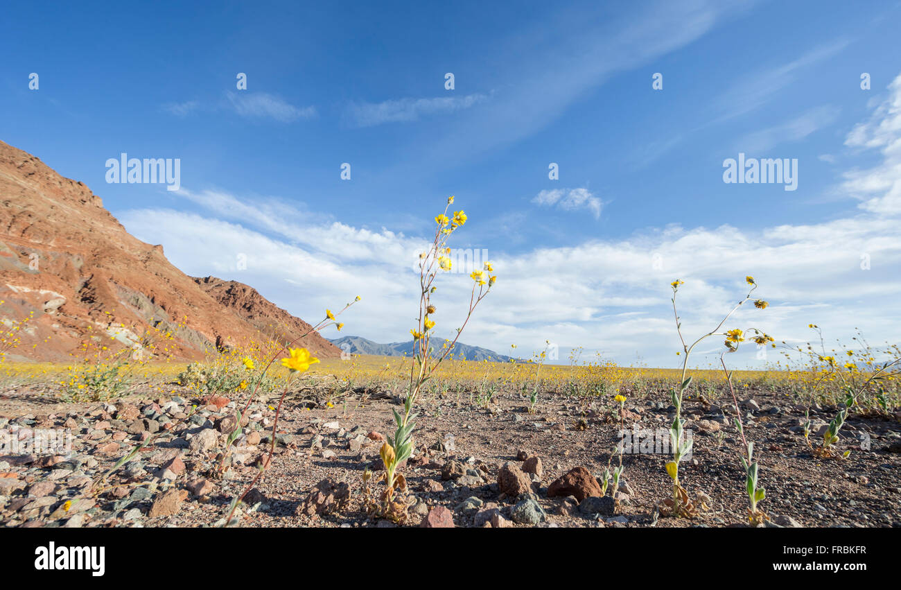 Super bloom of desert gold sunflowers (Geraea canescens) along Badwater ...
