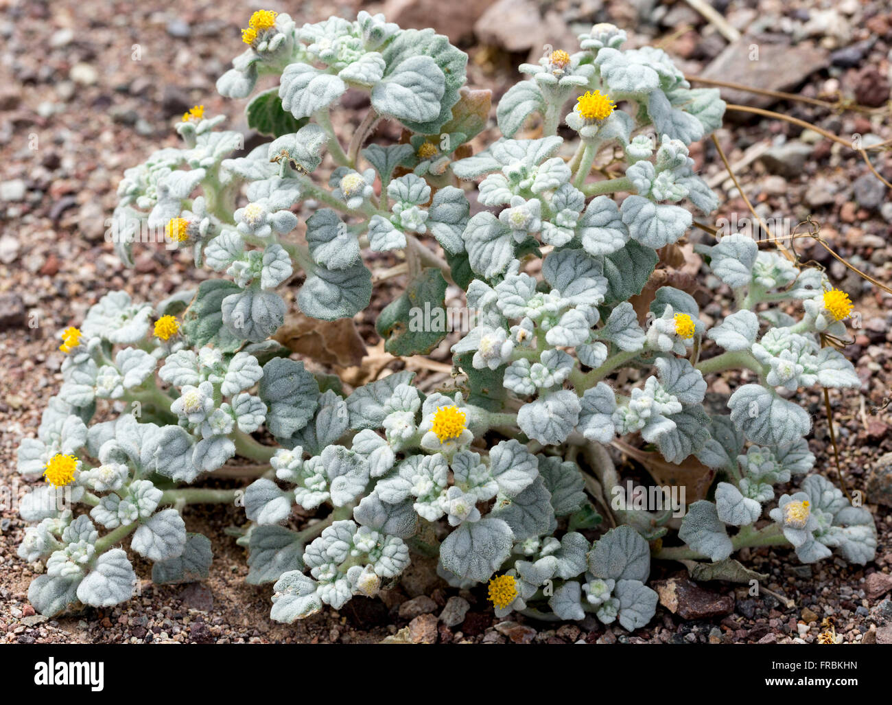 Turtleback hi-res stock photography and images - Alamy