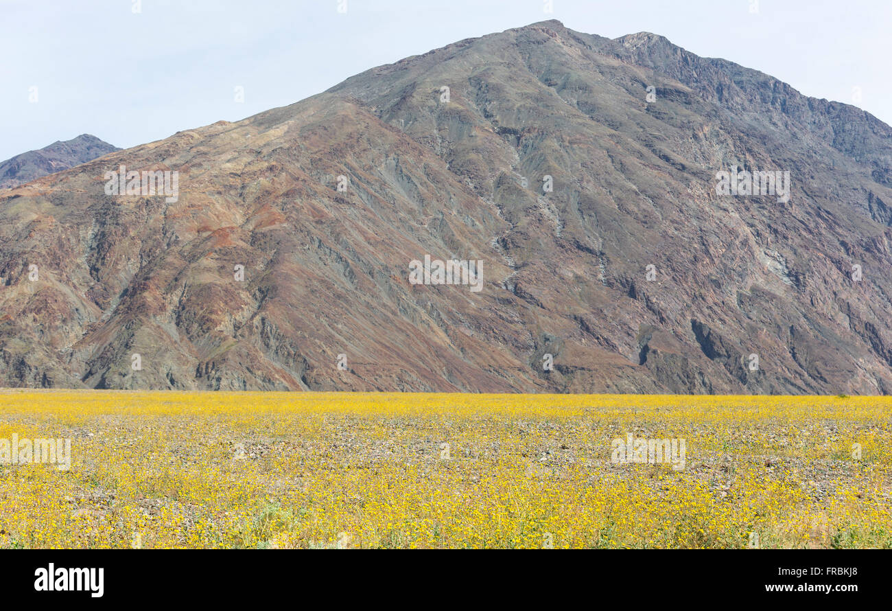 Super bloom of desert gold sunflowers (Geraea canescens) along Badwater ...