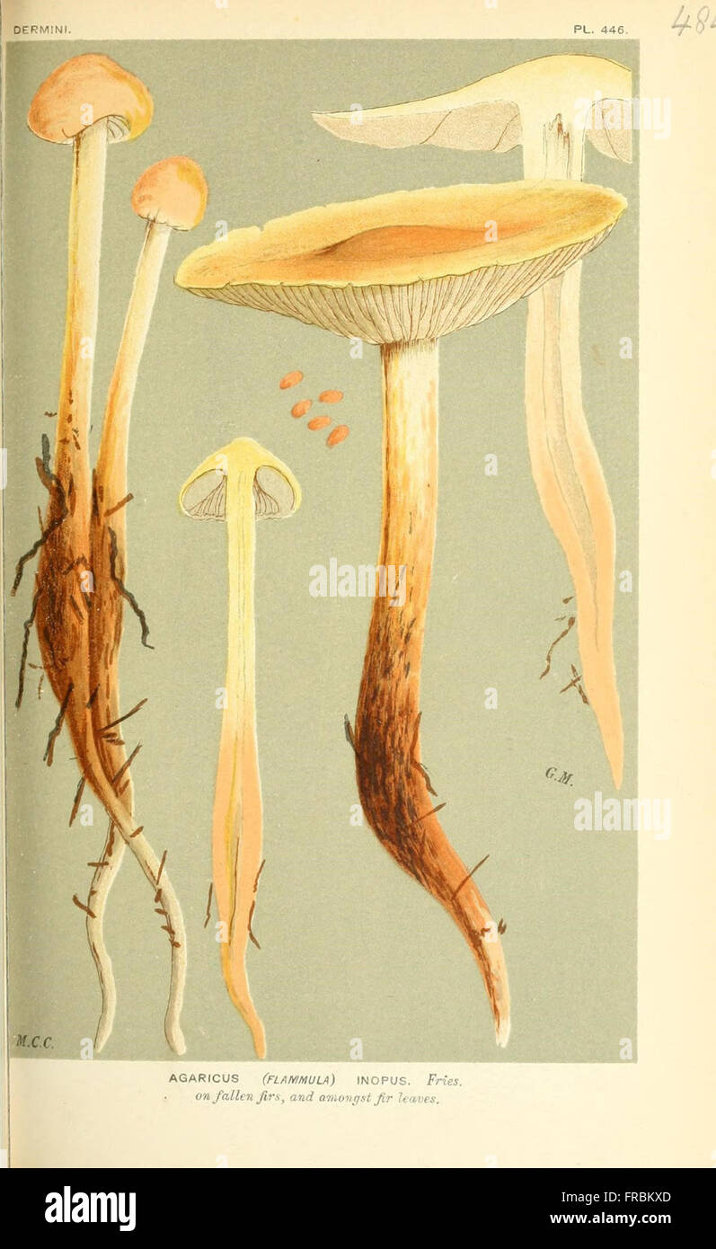 This work presents detailed illustrations of British fungi ...