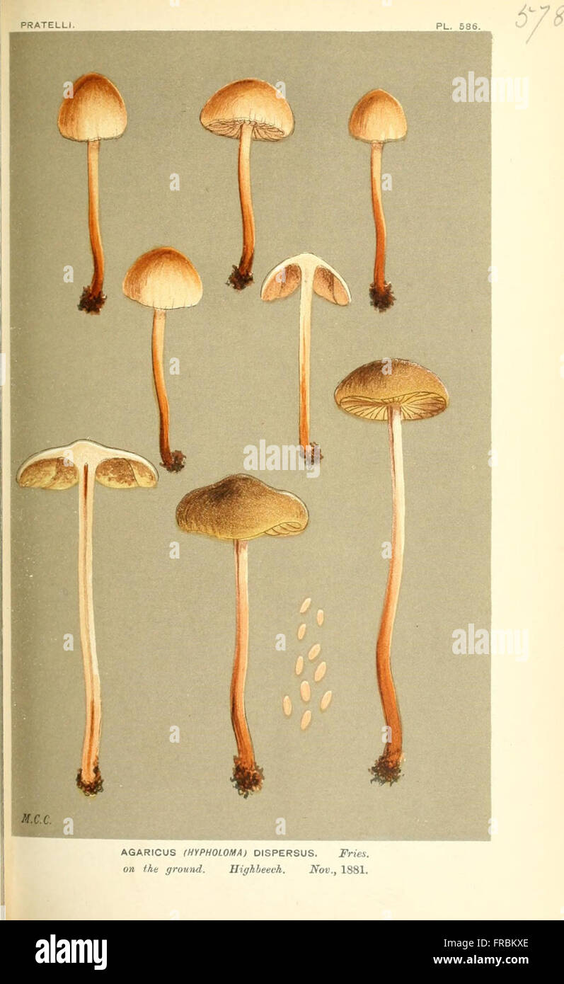 This atlas features detailed illustrations of British fungi ...
