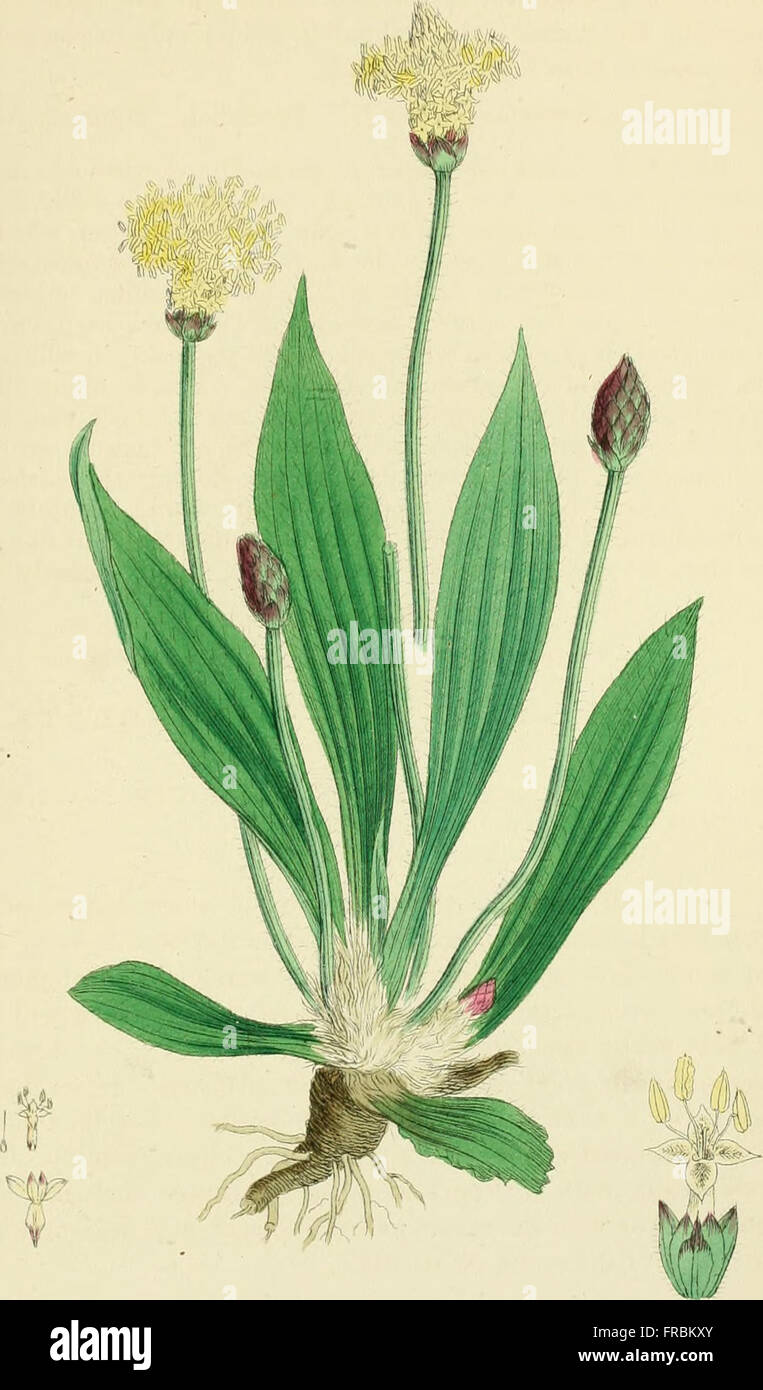 English botany coloured figures hi-res stock photography and images - Alamy